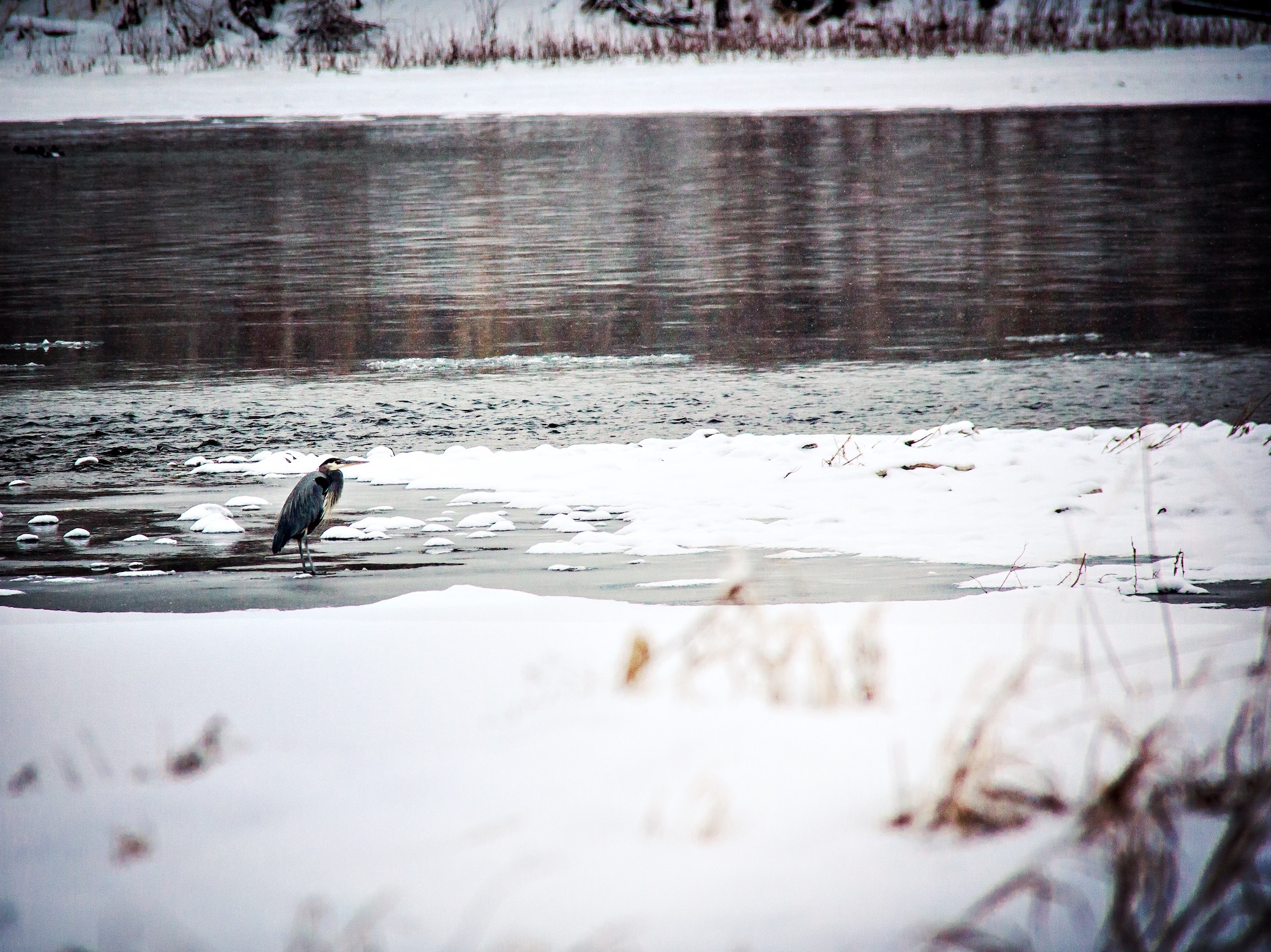 LaTray_ThePatrons – Tiny Seed Literary Journal