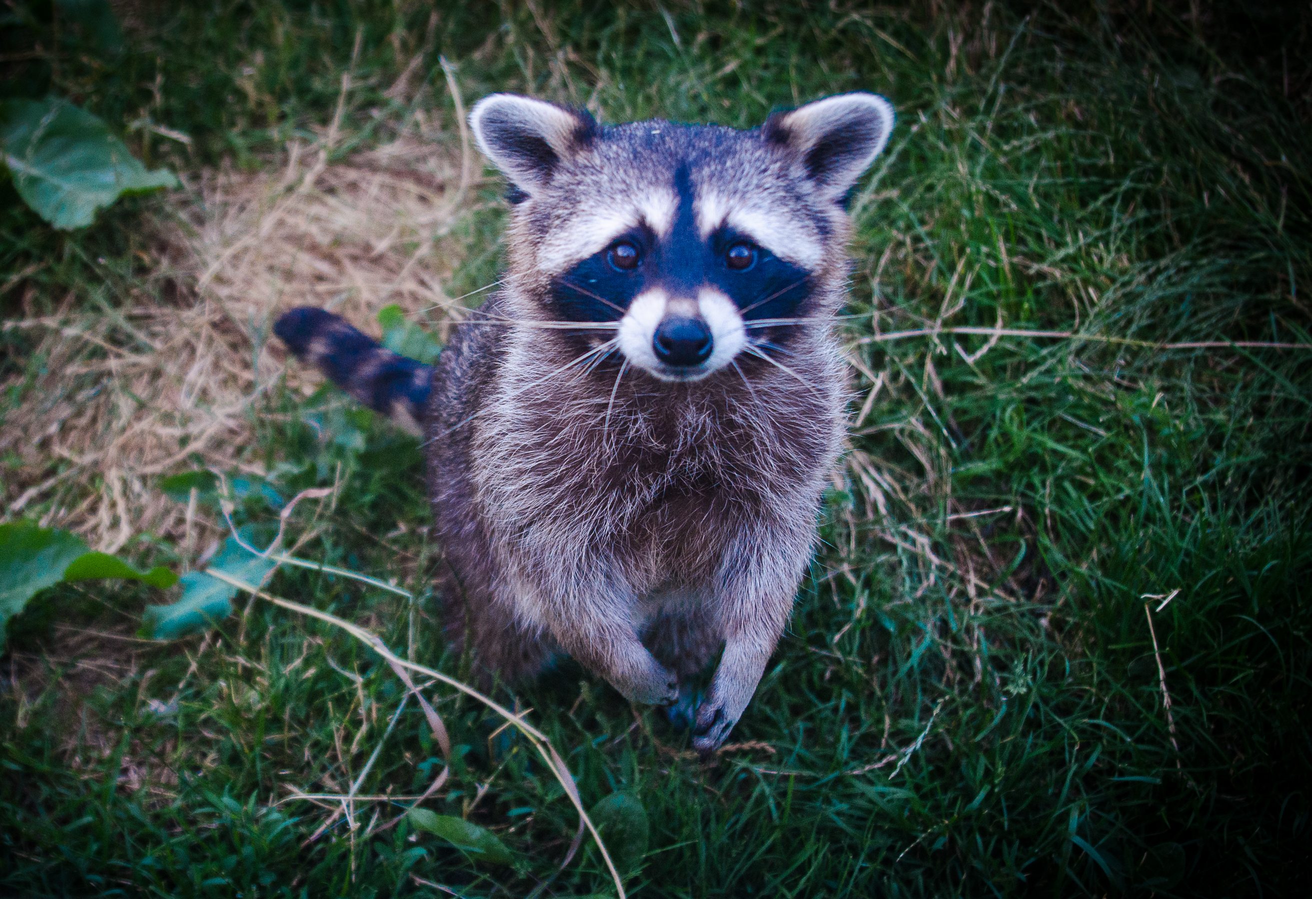 brown-and-black-raccoon-photo-stockpack-pexels.jpg – Tiny Seed Literary ...