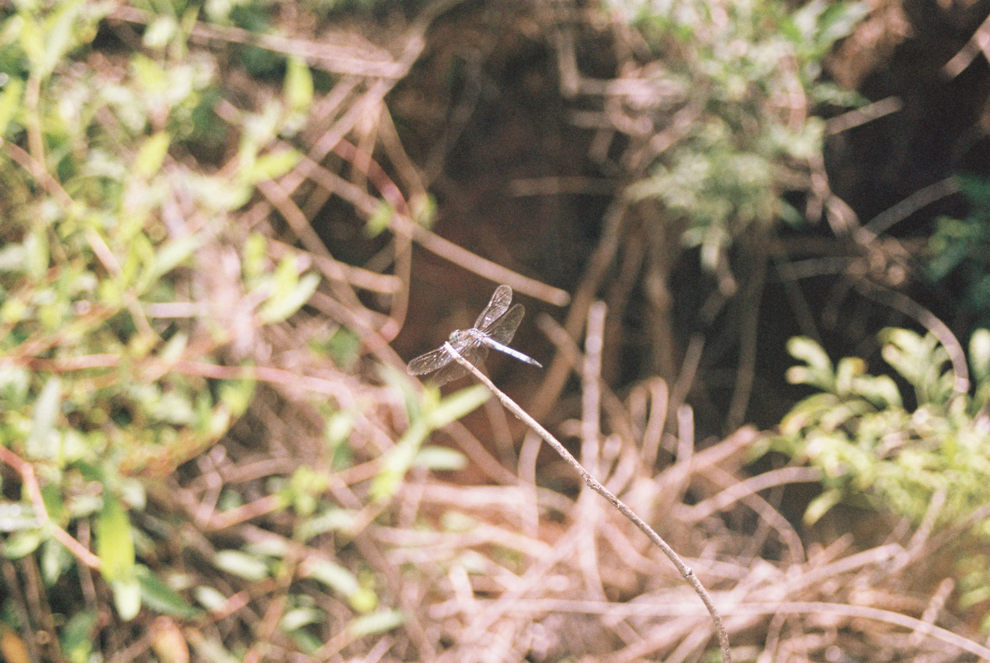 Brown_Gossamer – Tiny Seed Literary Journal