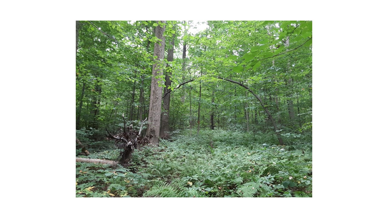 nancy cook – Tiny Seed Literary Journal